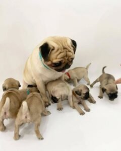 About – familypugpuppies.com